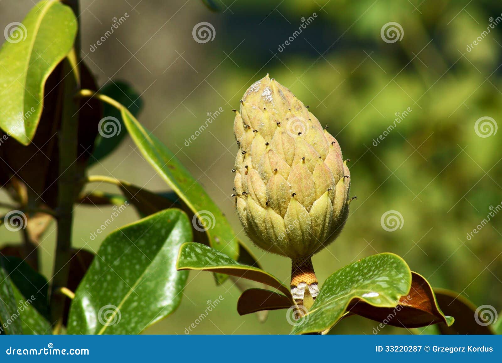 Cones fig tree stock image. Image of nature, island, leaf - 33220287