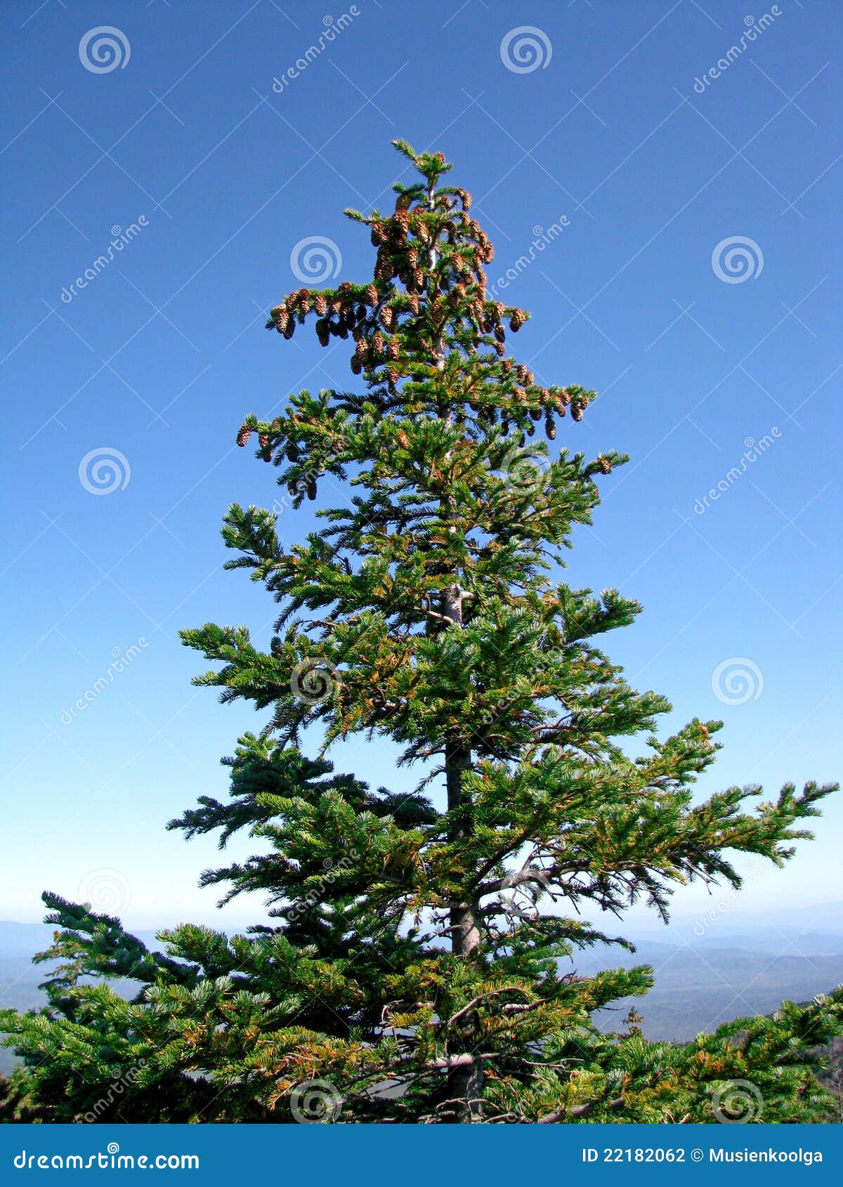 Cones on a fir tree. stock photo. Image of equal, greeting - 22182062