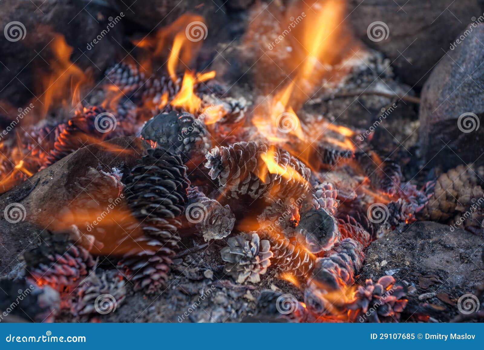 Cones in the fire stock image. Image of pine, bonfire - 29107685