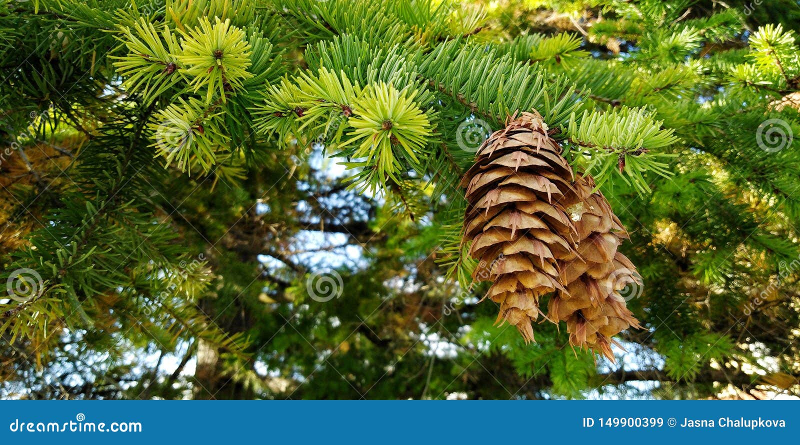 Cones in forest stock image. Image of green, conifer - 149900399