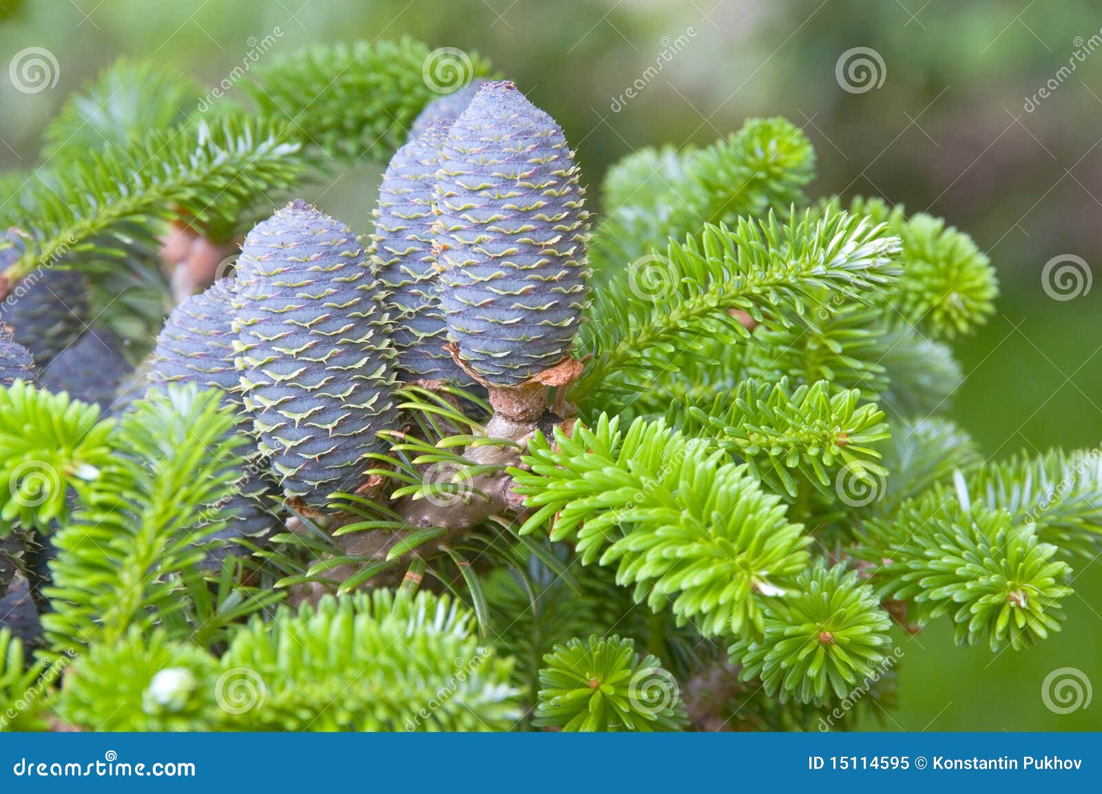 Cones on a fur-tree stock image. Image of design, beauty - 15114595