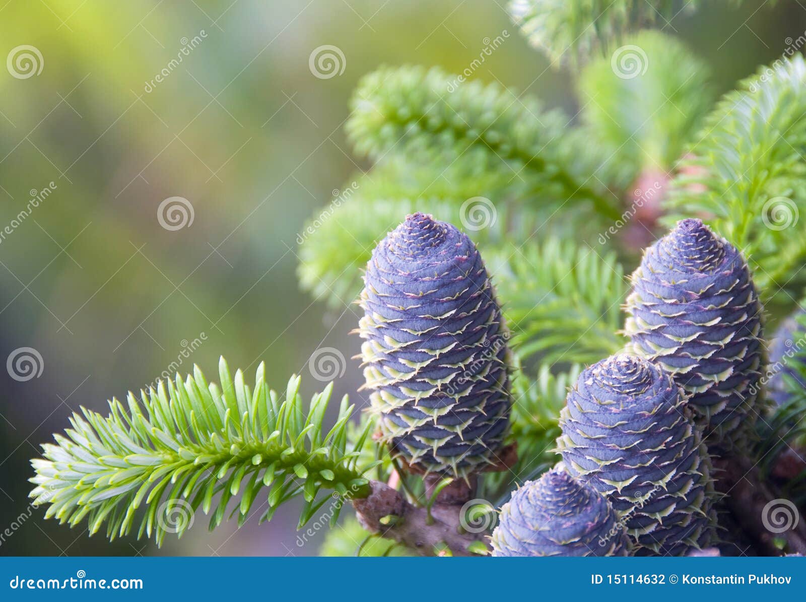 Cones on a fur-tree stock photo. Image of cone, strobile - 15114632