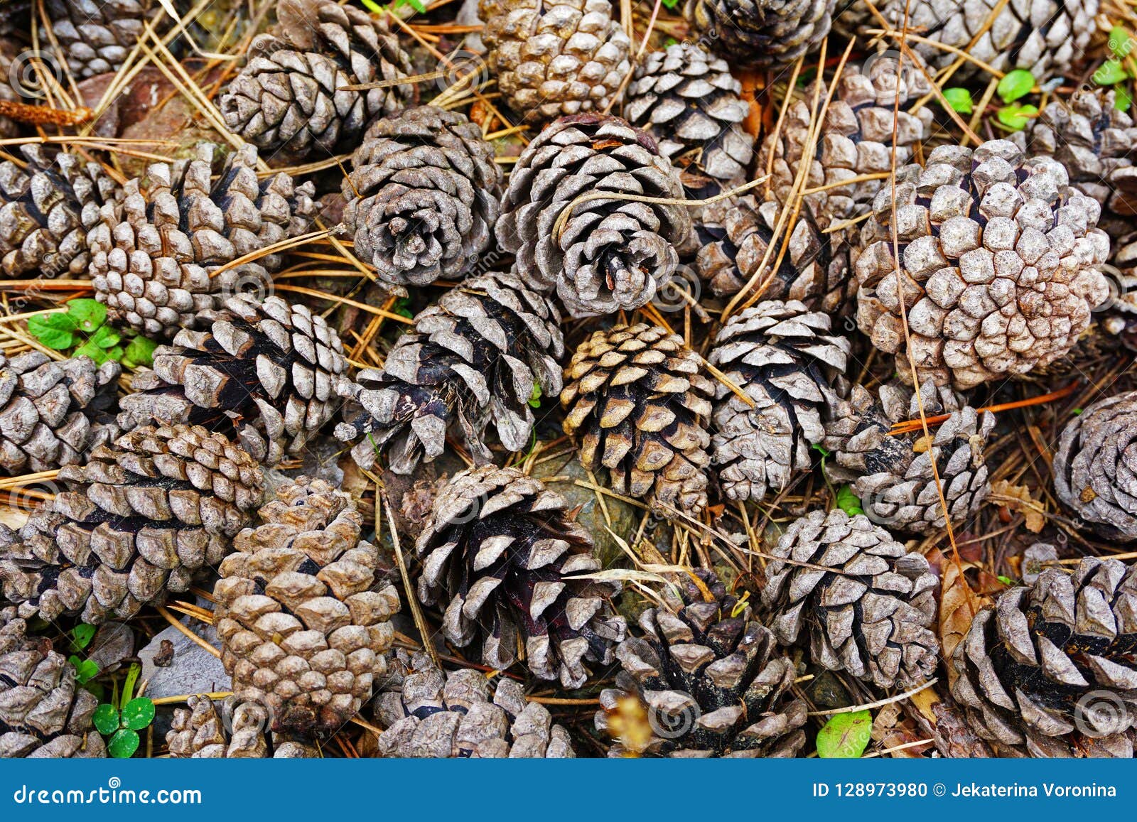 Cones on the Ground in the Forest Stock Photo - Image of cone, outdoors ...