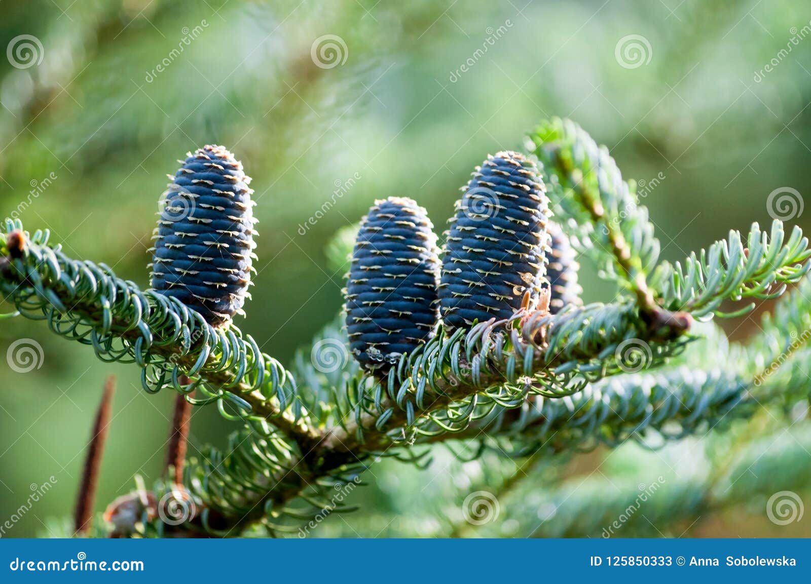 Cones Growing on Conifer, in the Forest Stock Image - Image of flora ...