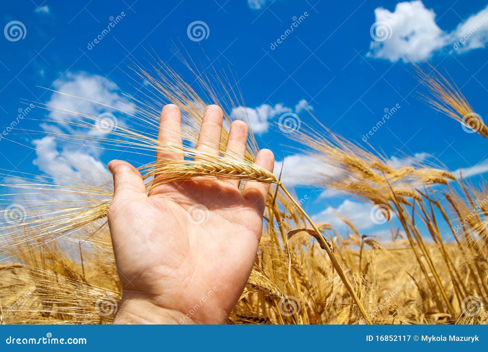 Cones in hand stock image. Image of environment, macro - 16852117