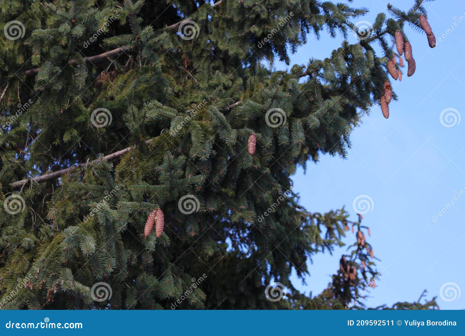 Cones Hang on Spruce in Winter Stock Image - Image of winter, brown ...