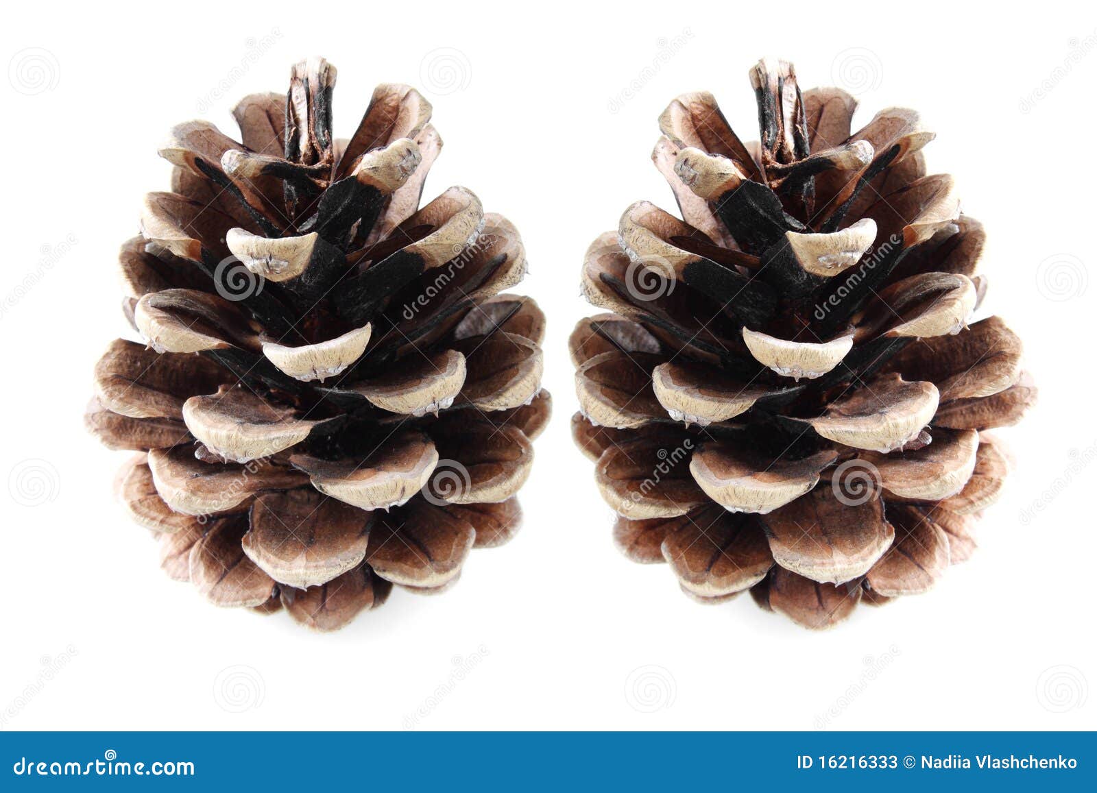 Cones isolated stock image. Image of macro, design, white - 16216333