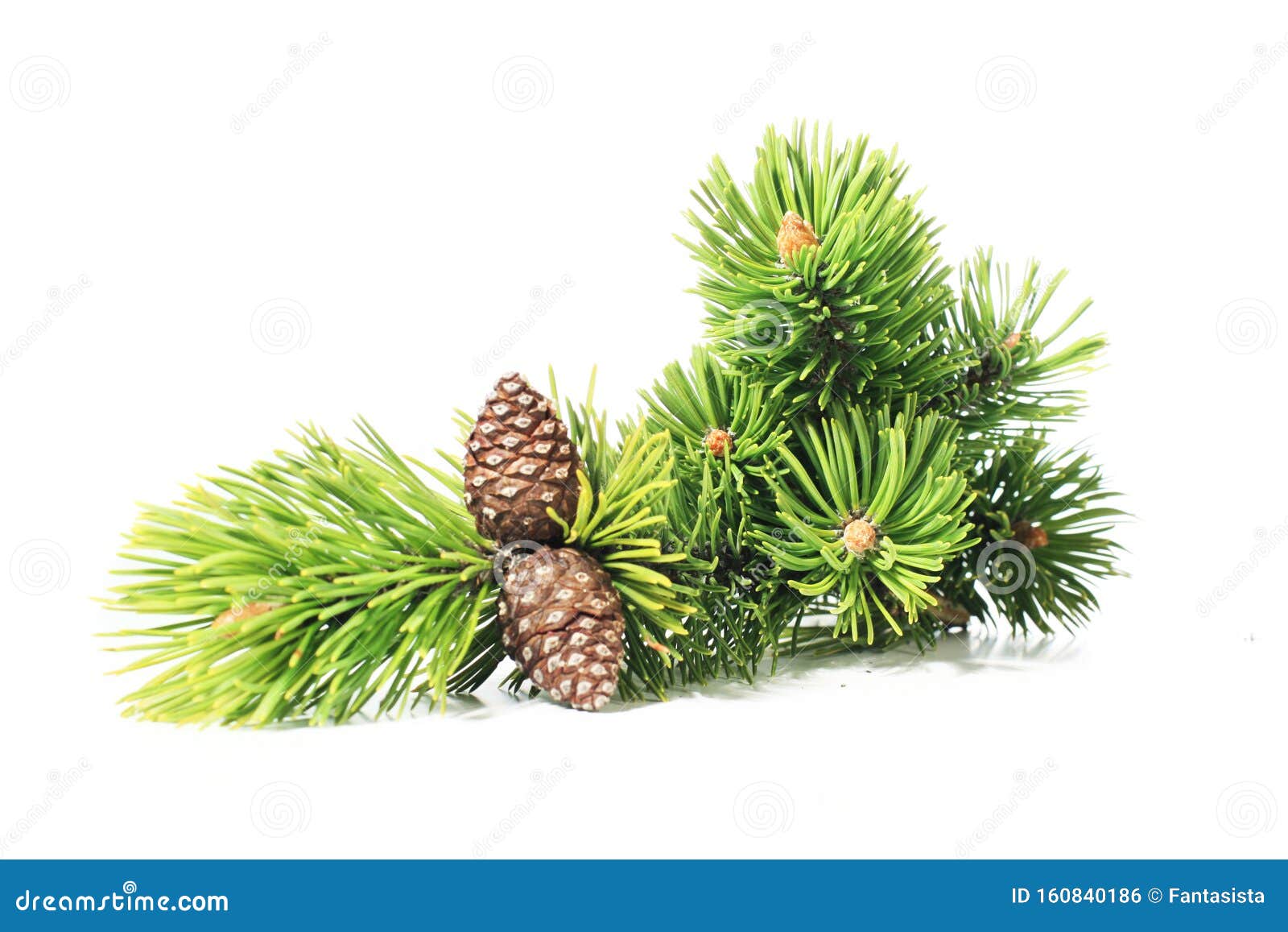 Cones Isolated on White Background Stock Photo - Image of pine ...