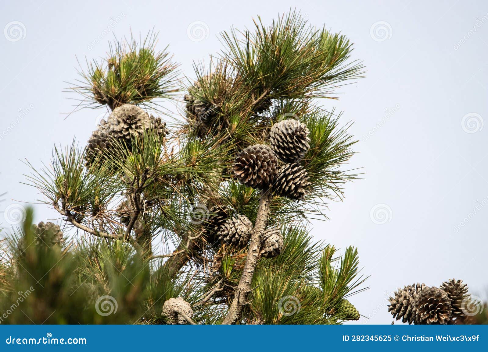 Cones of an Italian Stone Pine, Pinus Pinea Stock Image - Image of food ...