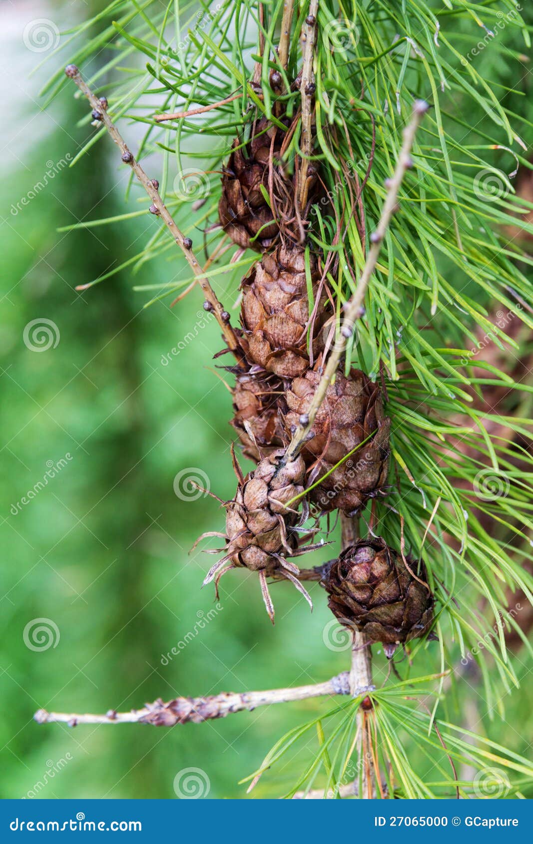 Cones on the larch twig stock photo. Image of nature - 27065000