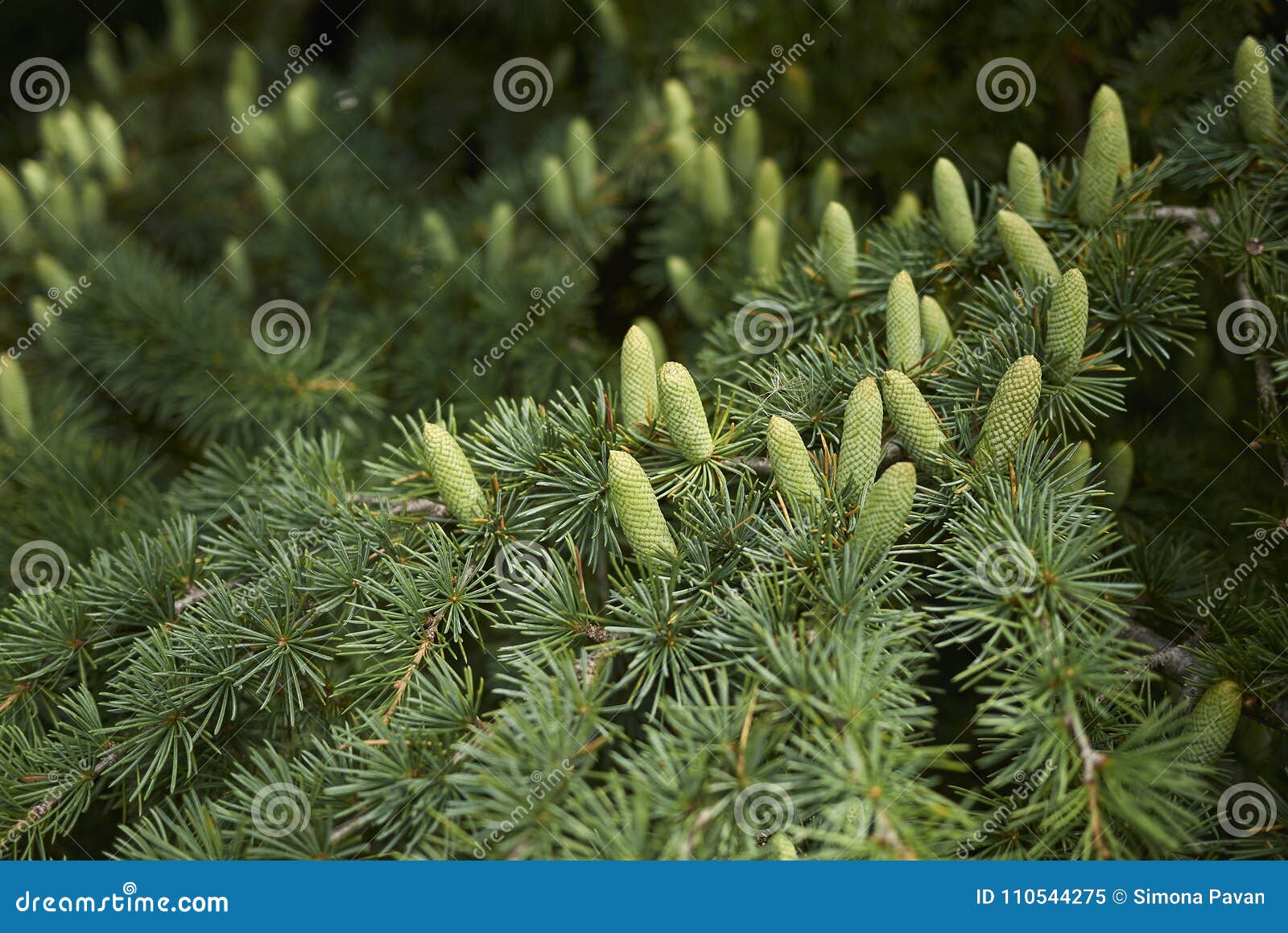 Cedrus deodara branches stock image. Image of outdoor - 110544275