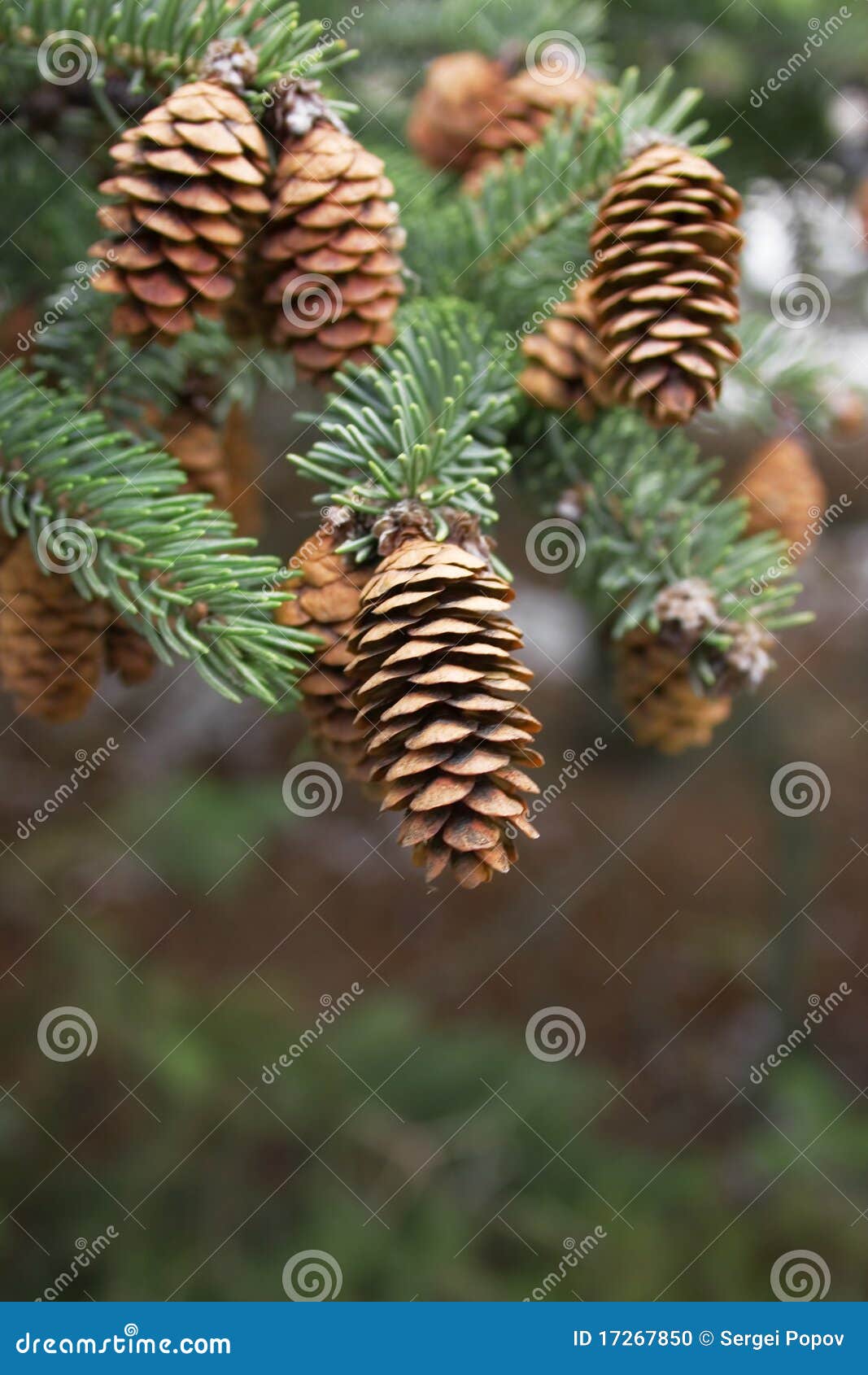 Cones and needles stock photo. Image of cone, group, growth - 17267850
