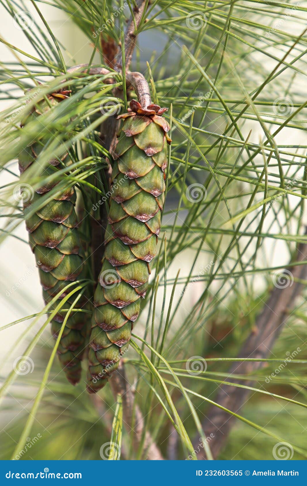Cones and Needles on a White Columnar Pine Tree Stock Image - Image of ...