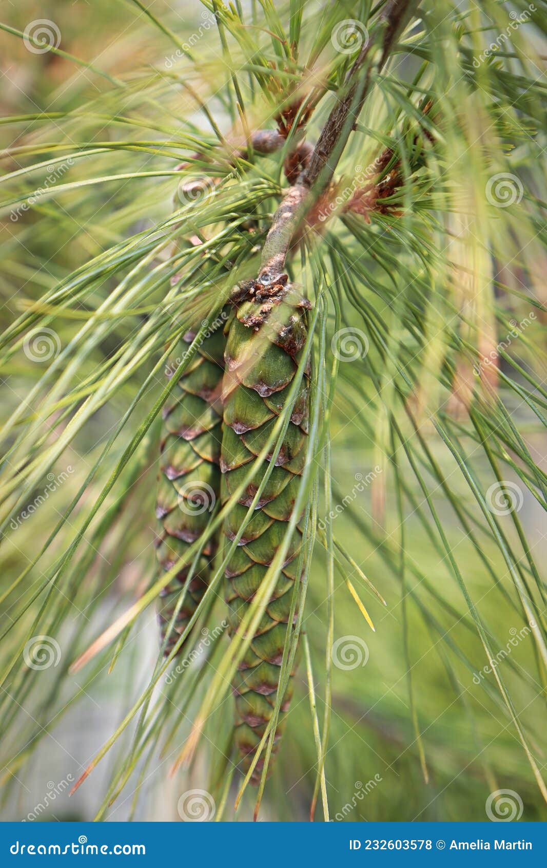 Cones and Needles on a White Columnar Pine Tree Stock Photo - Image of ...