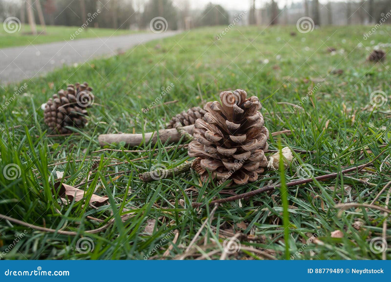 Cones of pine in the grass stock image. Image of ground - 88779489