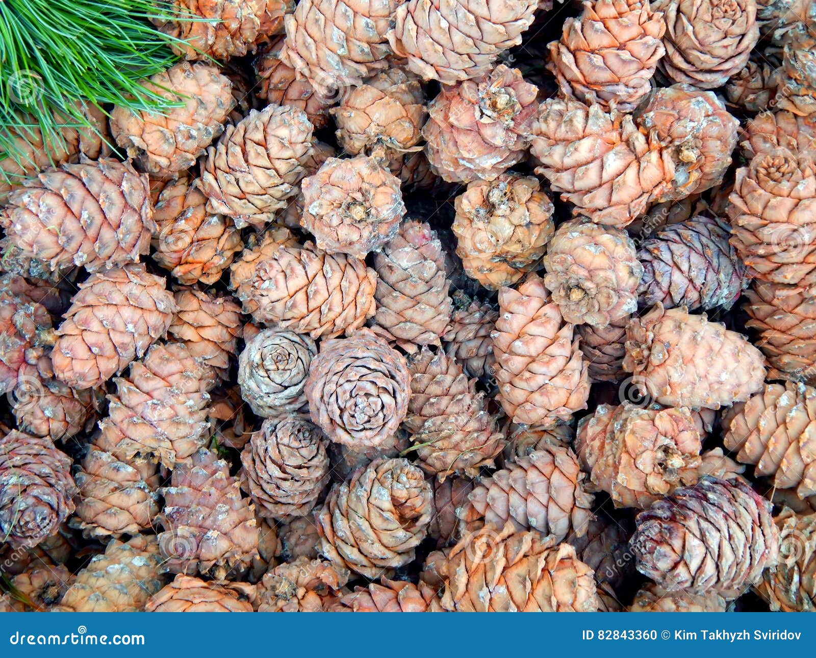 Cones of pine nuts stock photo. Image of decoration, plant - 82843360