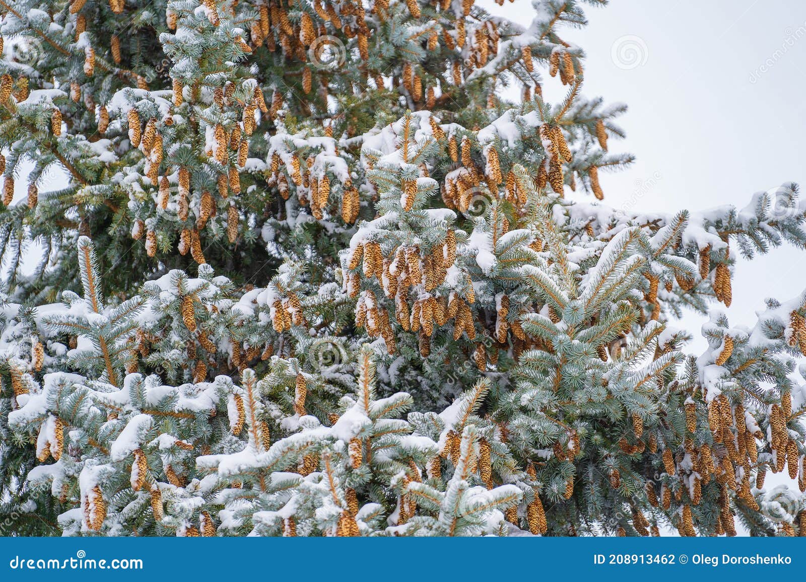 The Cones on the Pine Tree Crown. Pine Cocoon in Winter Stock Photo ...