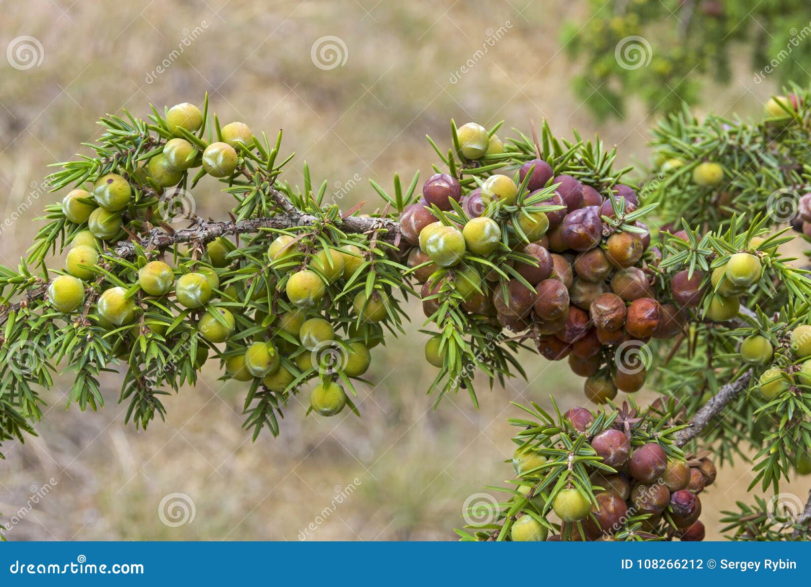 Cones of prickly juniper. stock photo. Image of green - 108266212