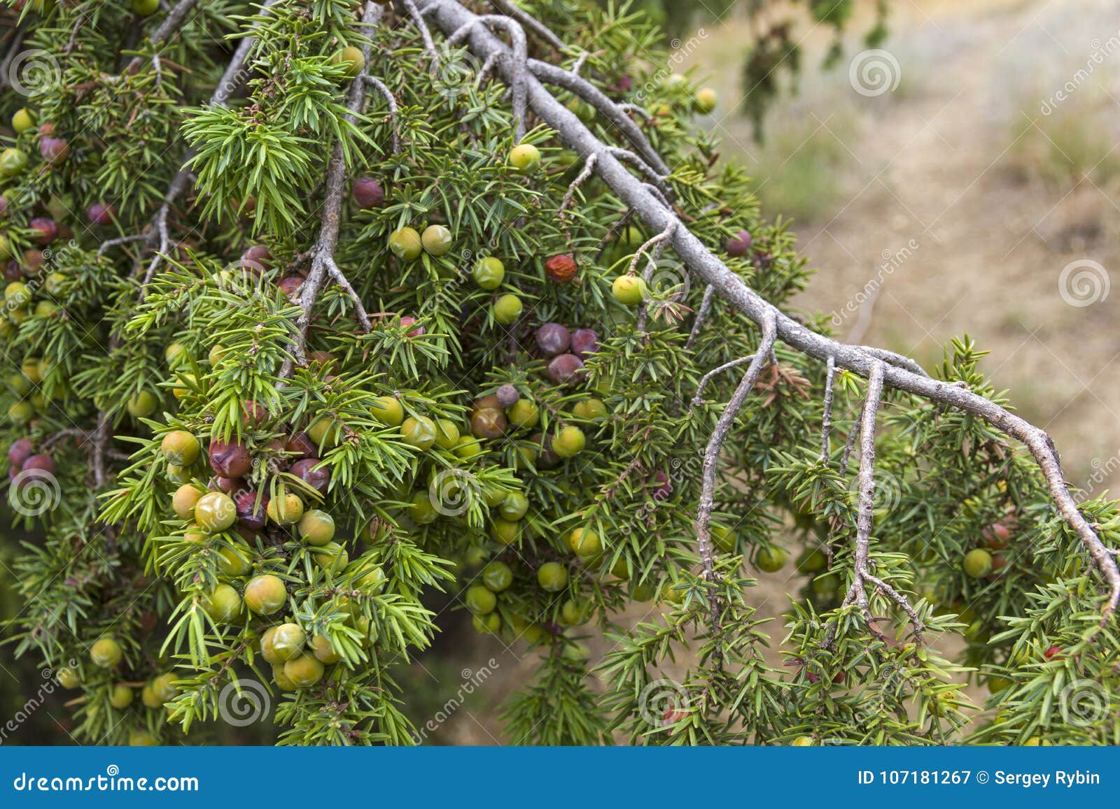 Cones of prickly juniper. stock image. Image of pine - 107181267
