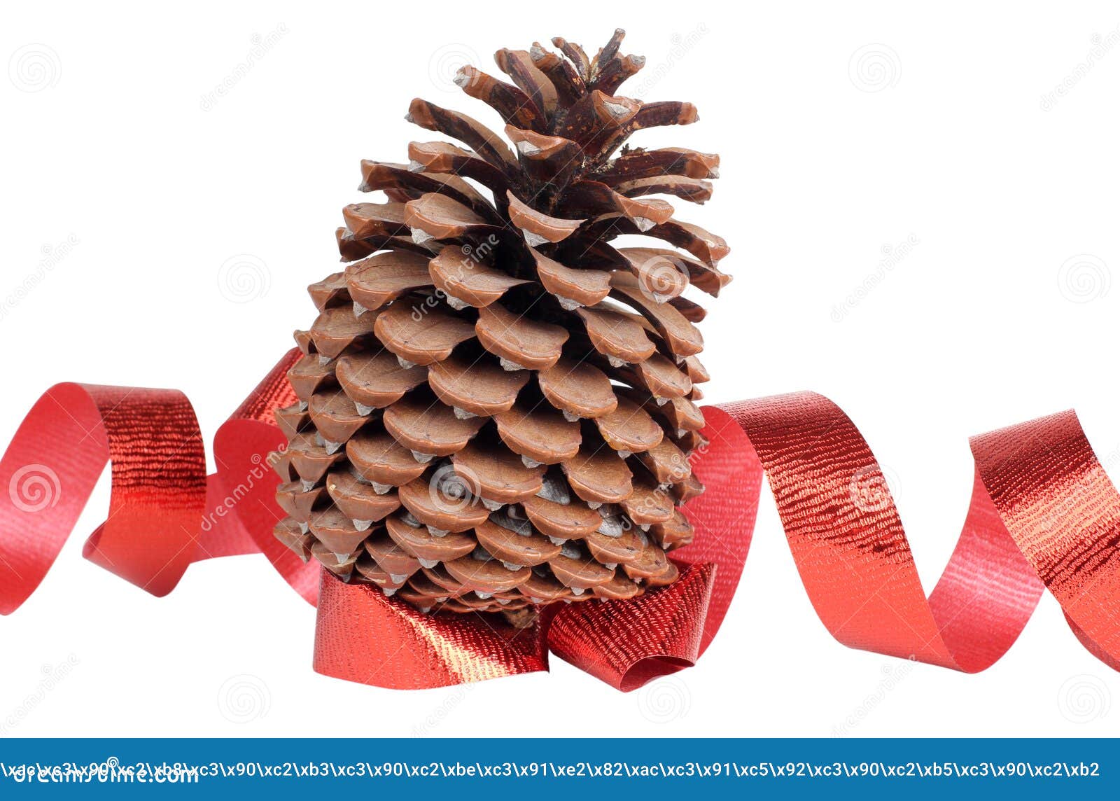 Cones and red ribbon stock image. Image of pinecone, decorative - 22059881
