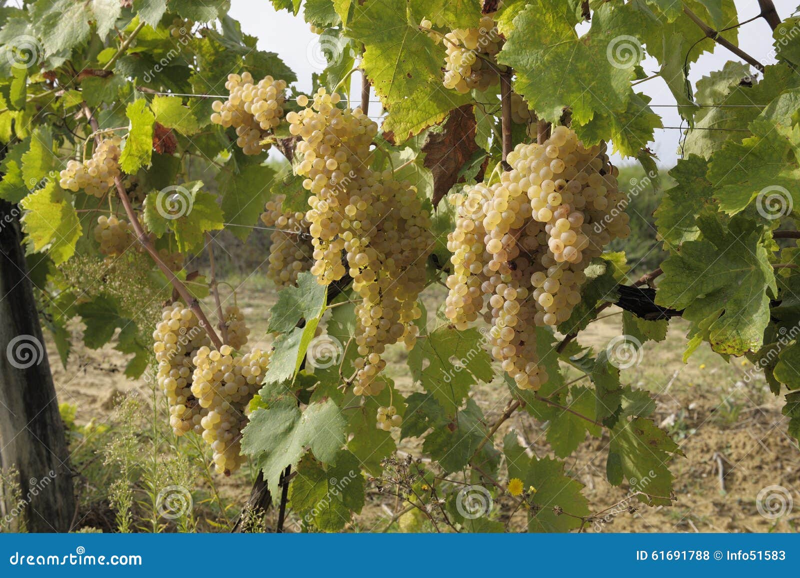 Cones of ripe white grapes stock photo. Image of agriculture - 61691788
