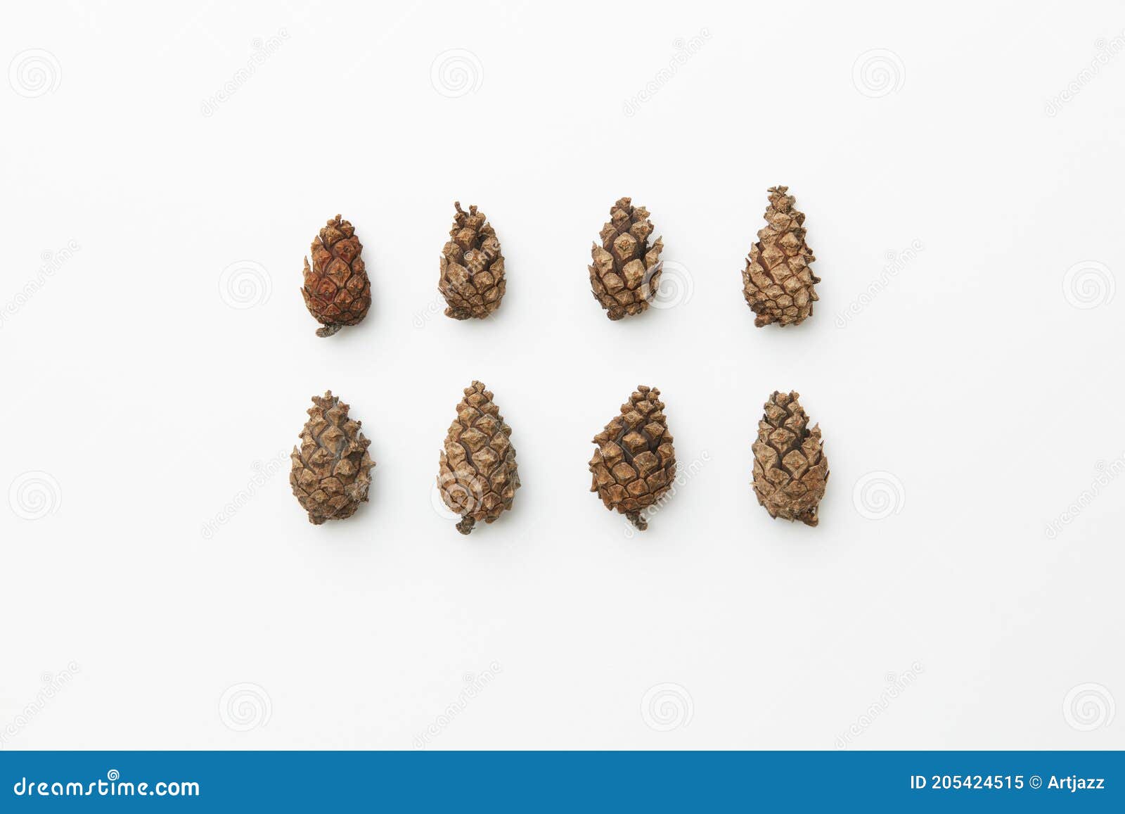 Cones in rows stock image. Image of fall, cones, closeup - 205424515