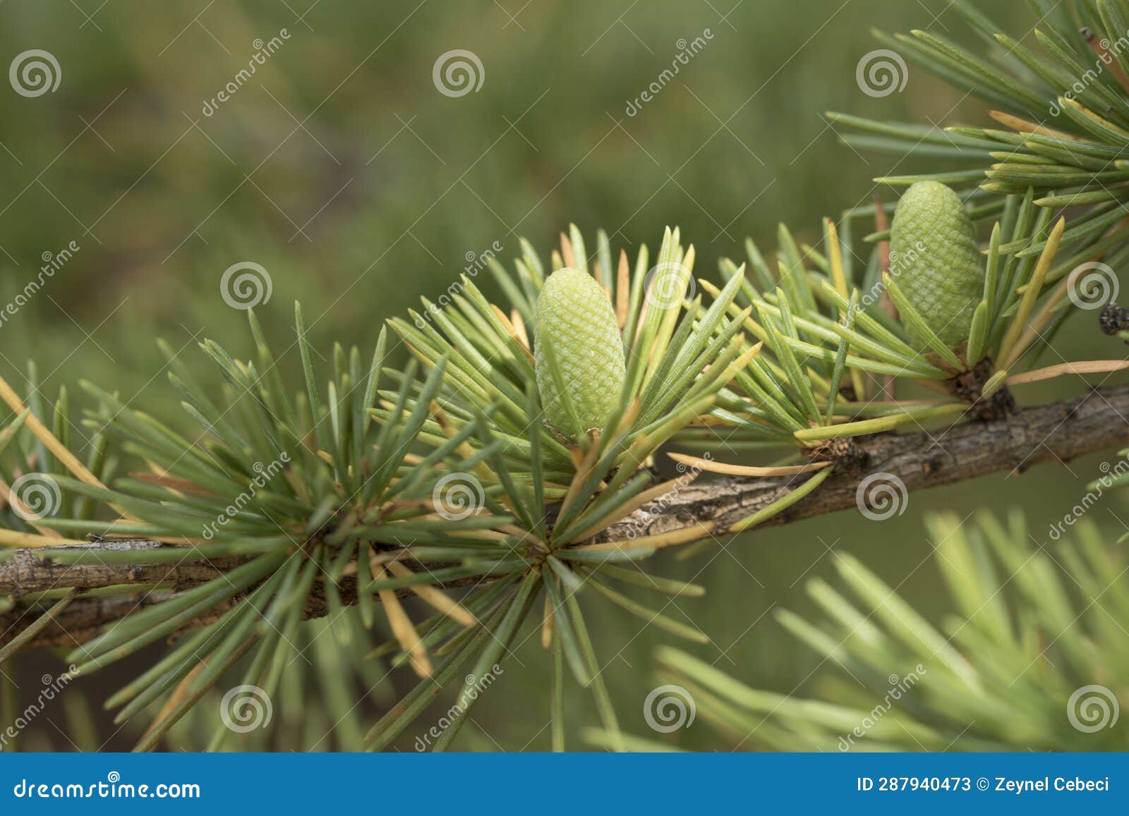 Cones of a Taurus Cedar Tree Stock Image - Image of clouds, cedrus ...