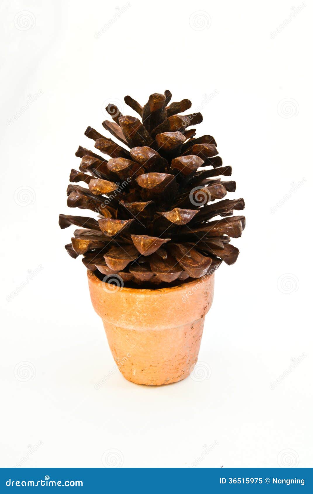 Cones stock image. Image of winter, beautiful, cone, cones - 36515975