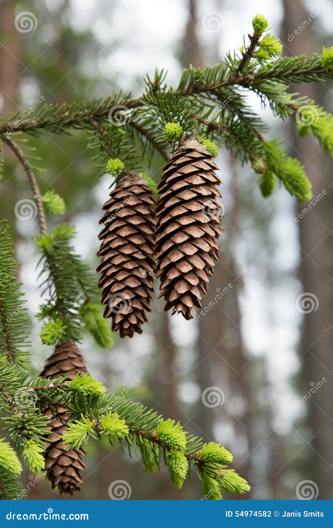 Cones in tree. stock photo. Image of natural, spruce - 54974582