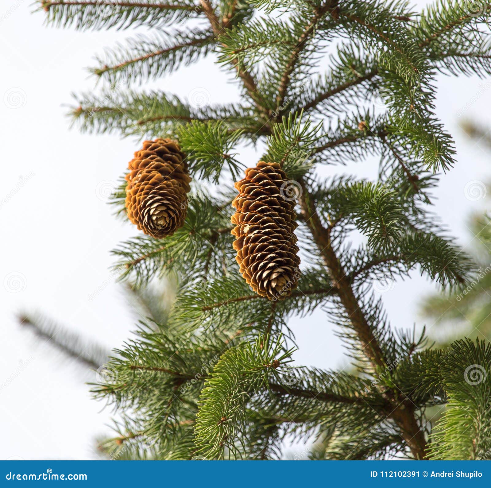 Cones on the Tree in Nature Stock Image - Image of nature, green: 112102391