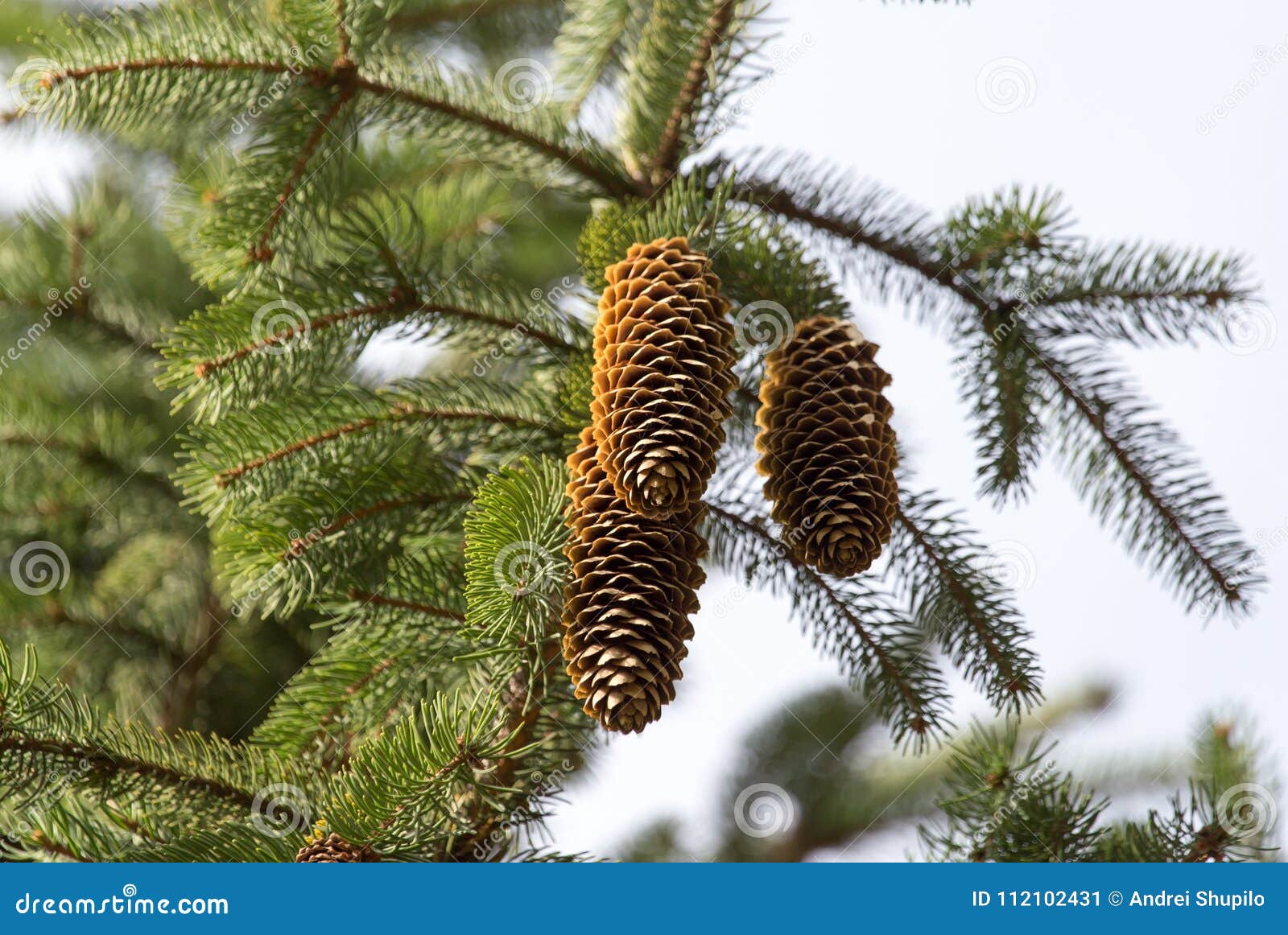 Cones on the Tree in Nature Stock Image - Image of season, spring ...