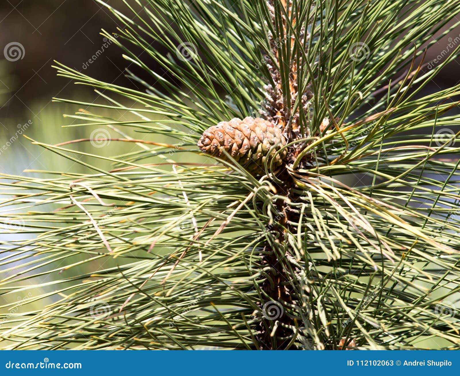 Cones on the Tree in Nature Stock Image - Image of twig, green: 112102063