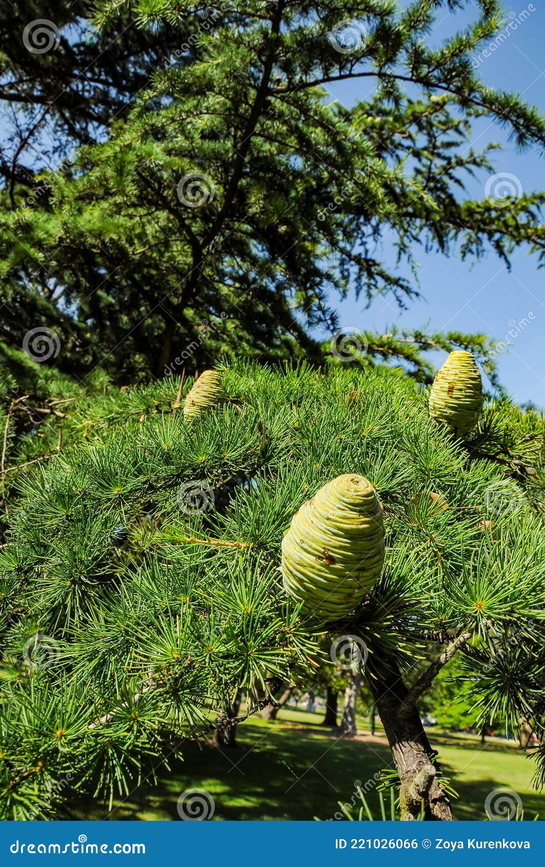 Cones on trees. stock photo. Image of family, evergreen - 221026066