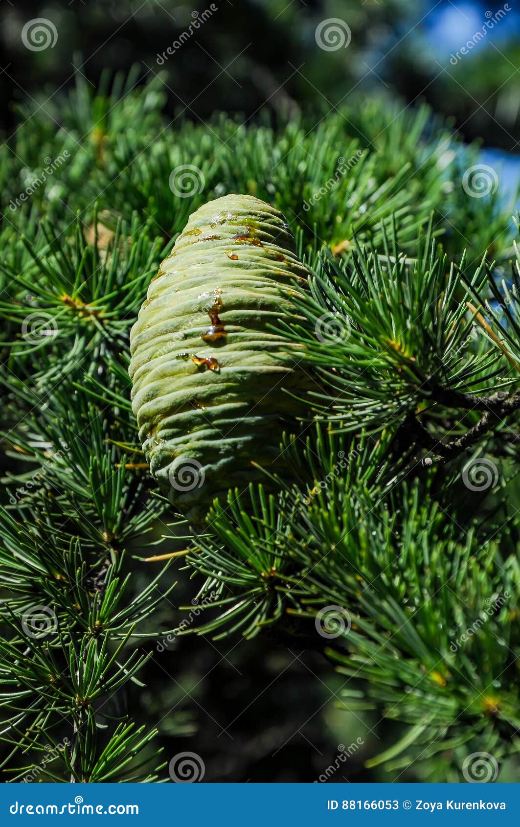 Cones on trees stock image. Image of bump, plants, park - 88166053