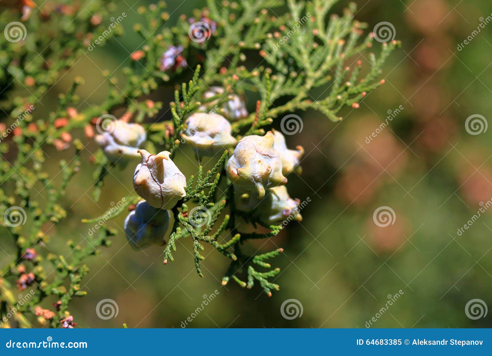 Cones of a Western Juniper with Seeds Stock Image - Image of seed ...