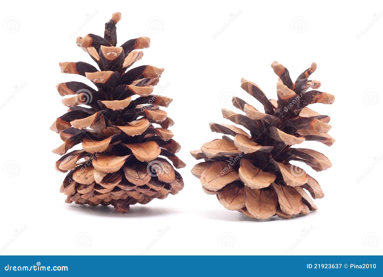 Cones on a White Background Stock Image - Image of large, woods: 21923637