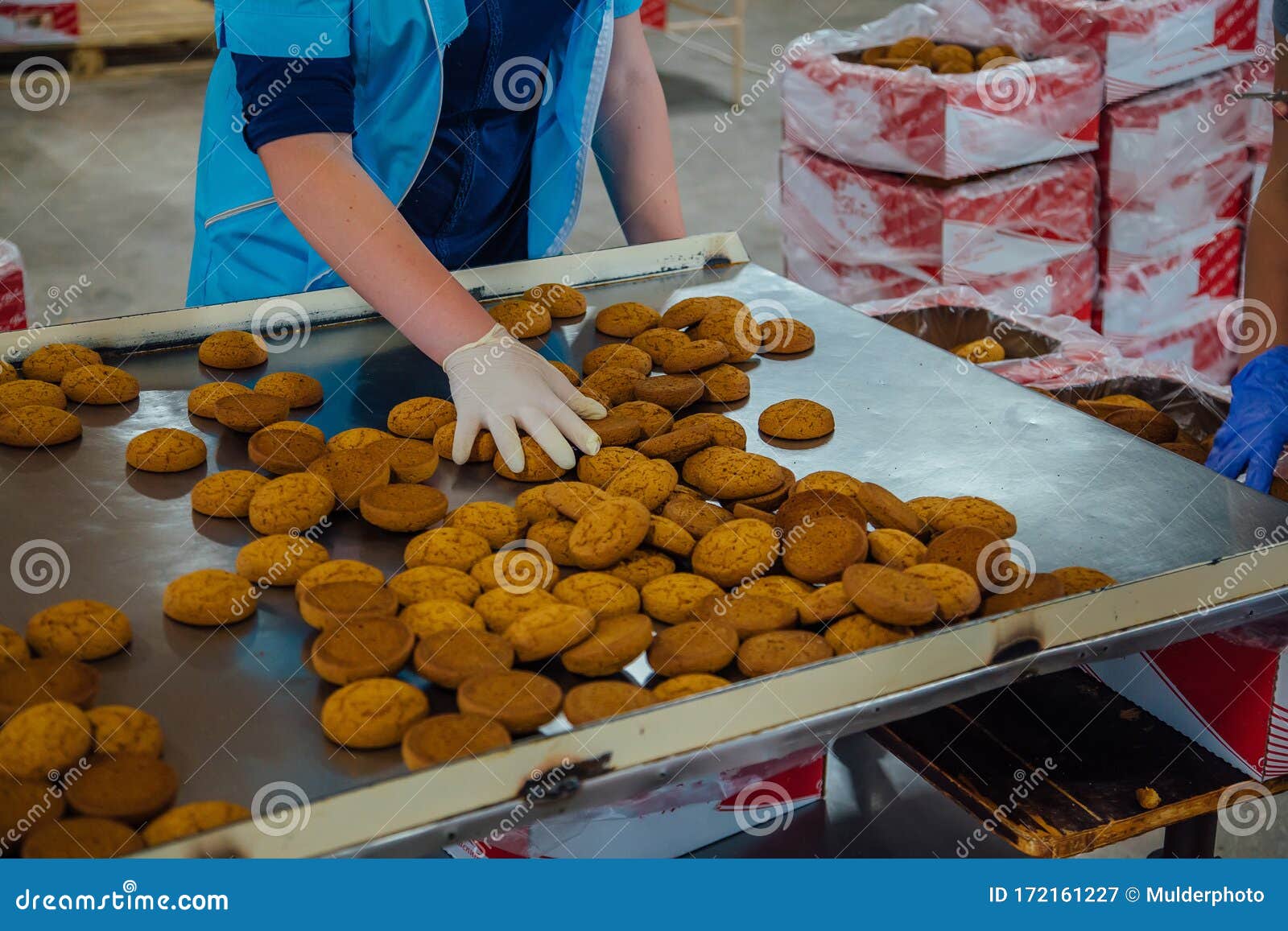Confectionery Workers are Sorting and Packing Oat Biscuits on Stainless ...