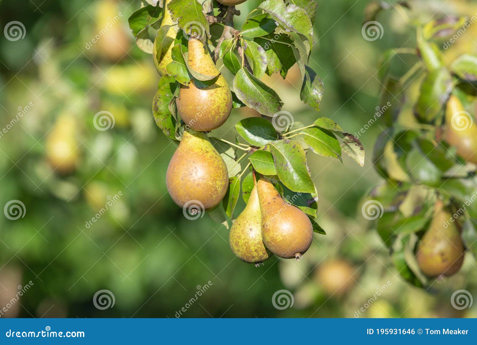 Conference pears stock photo. Image of crop, fresh, organic - 195931646