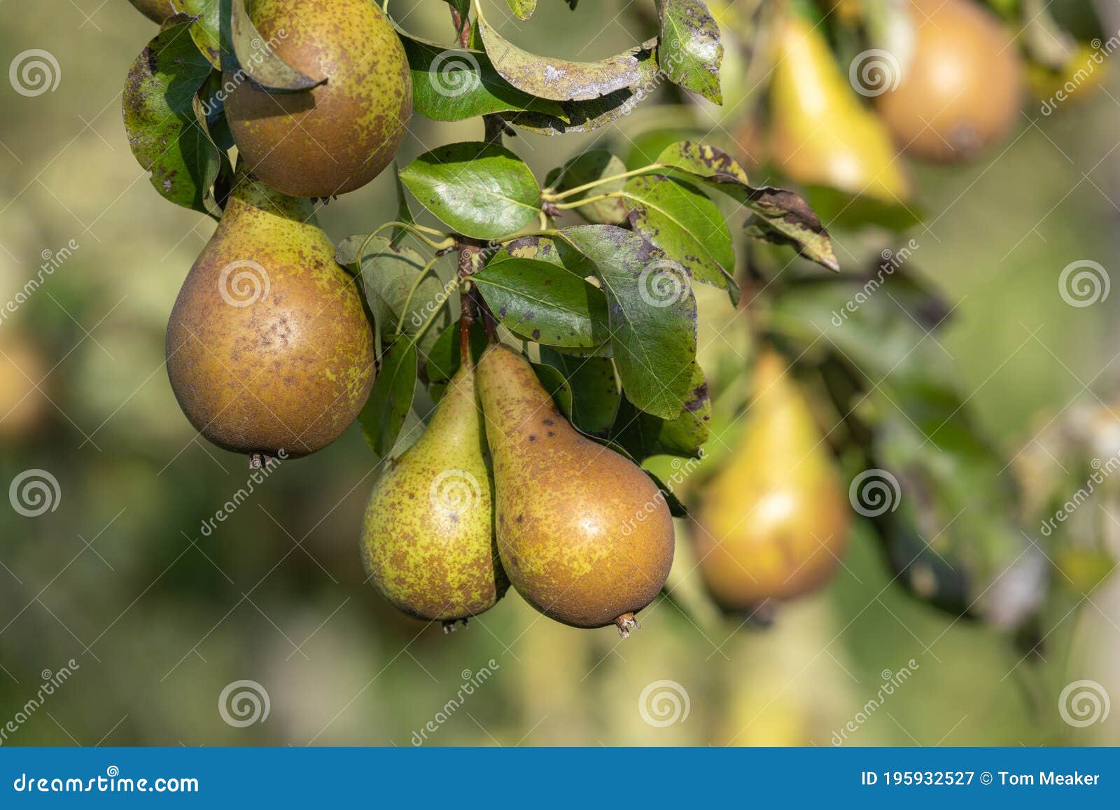 Conference pears stock image. Image of cultivated, delicous - 195932527