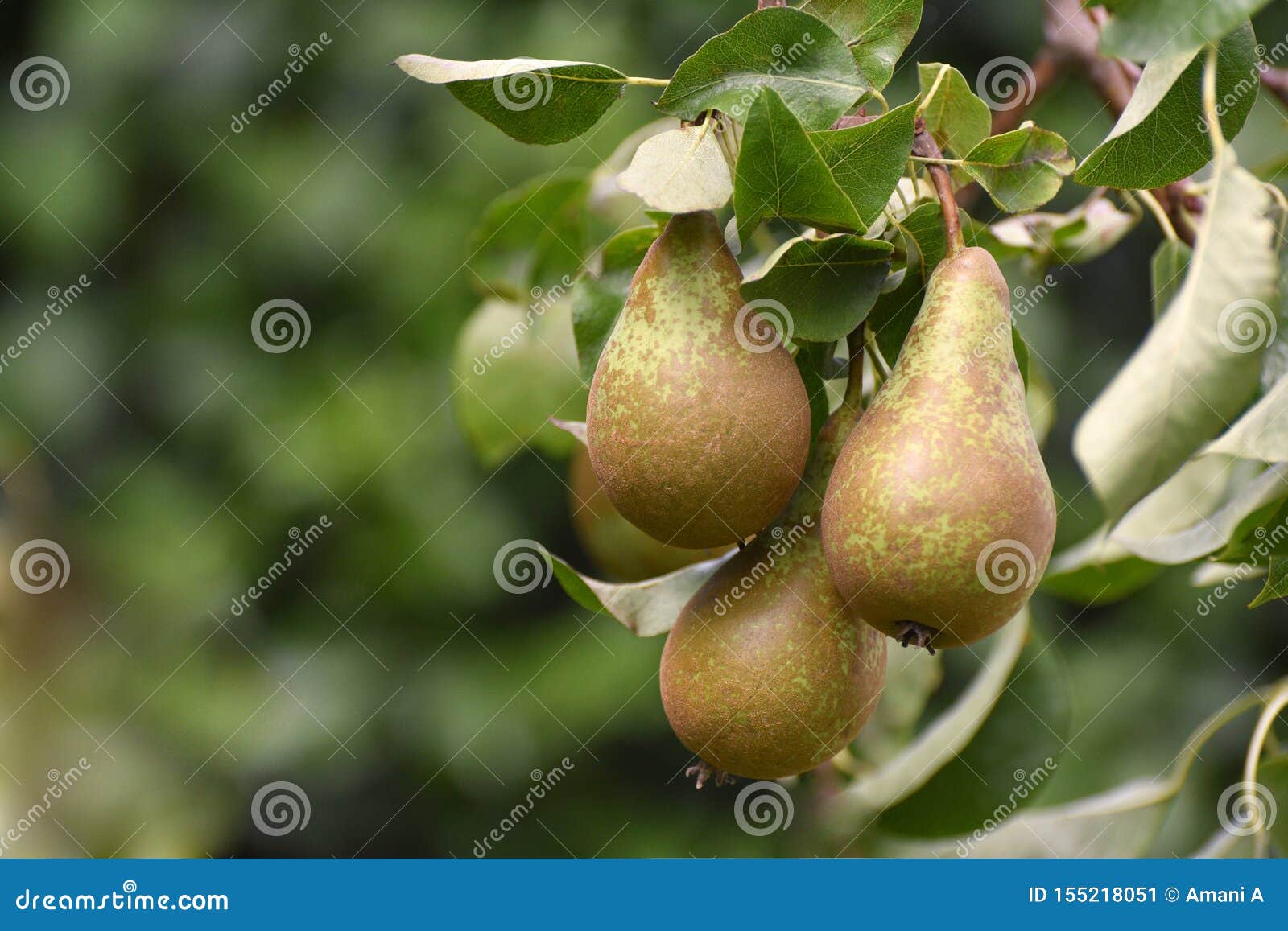 Conference Pears on a Pear Tree Stock Image - Image of 1885, orchard ...