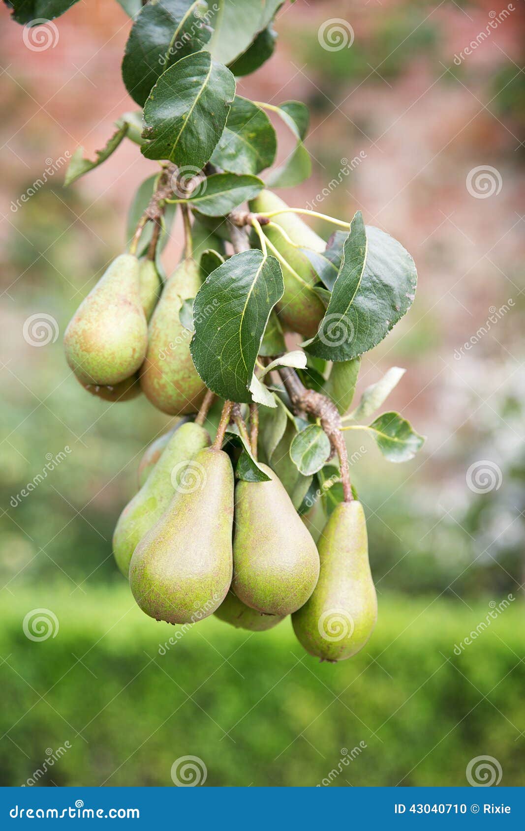 Conference pears stock photo. Image of growing, delicious - 43040710