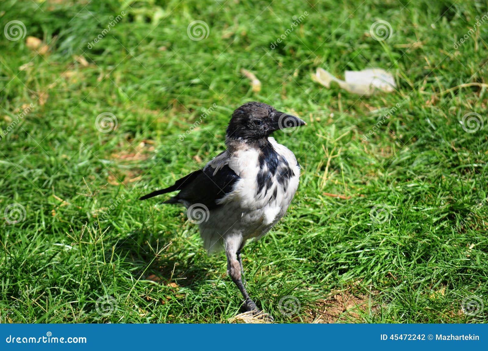 Confident black crow stock photo. Image of vivid, color - 45472242