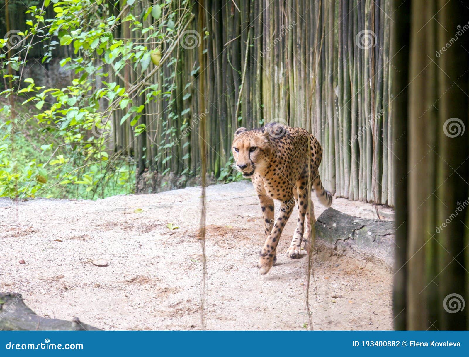 Confident Beautiful Cheetah Walking and Looking Ahead Stock Photo ...