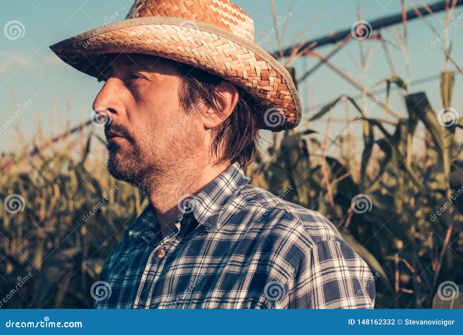Confident Serious Farmer Portrait in Corn Field Stock Photo - Image of ...