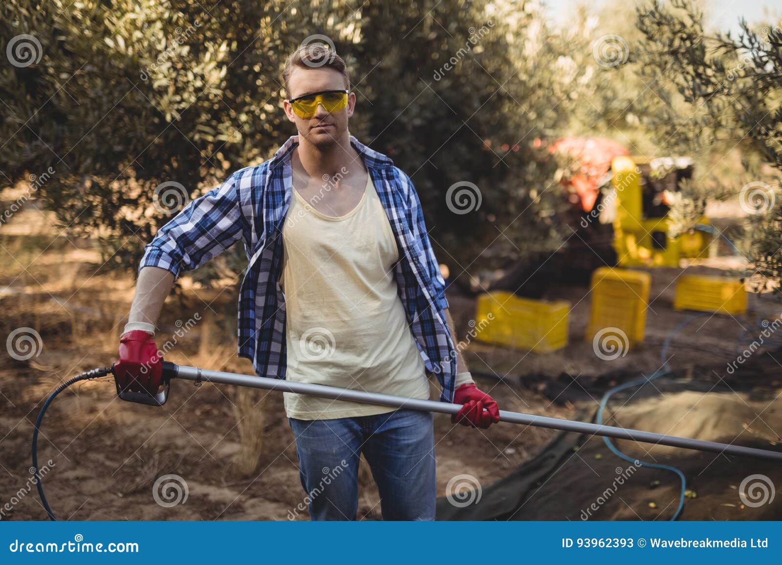 Confident Young Man Using Rake at Olive Farm Stock Image - Image of ...