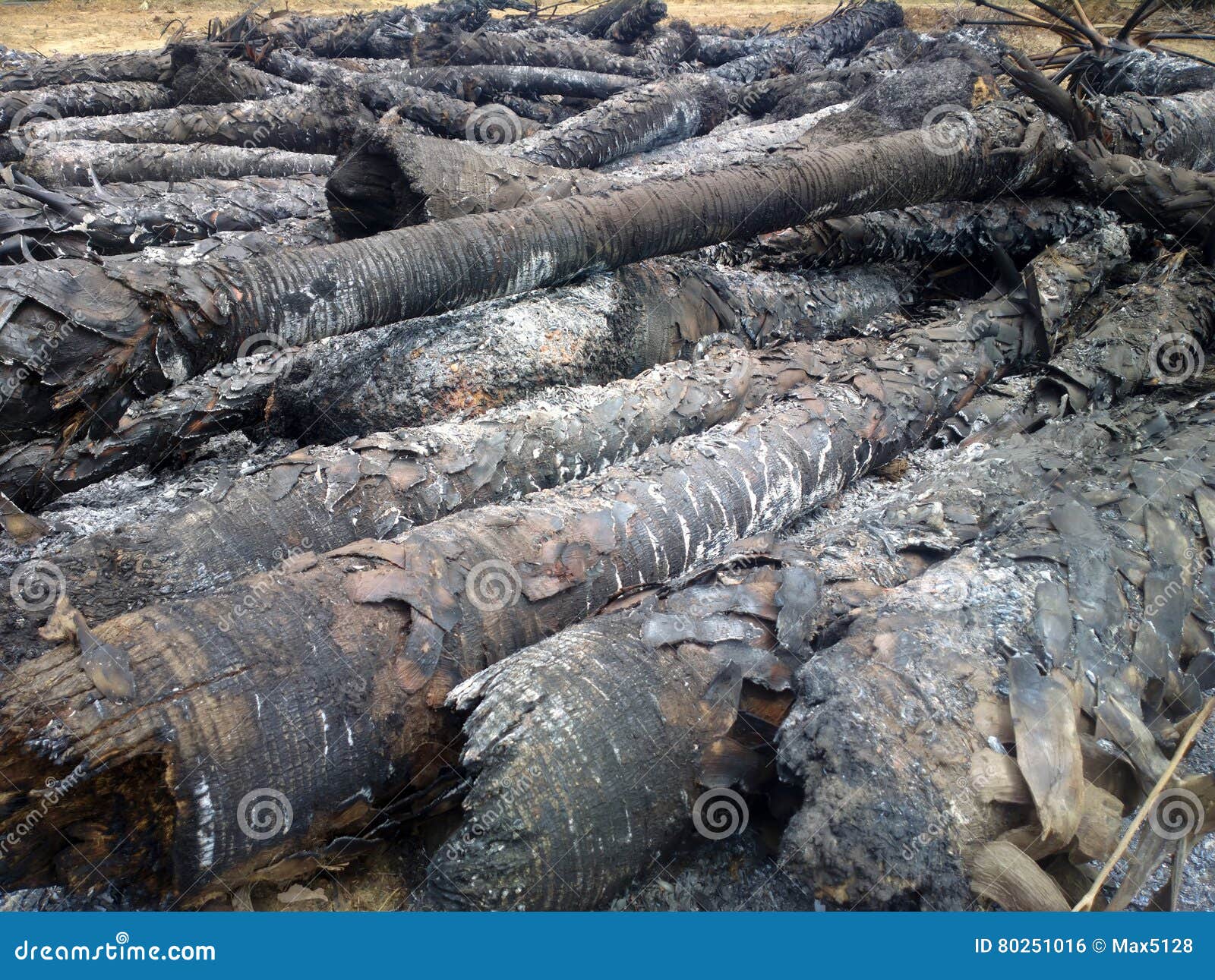 Conflagration in the Rainforest. Stock Photo - Image of natural, heat ...