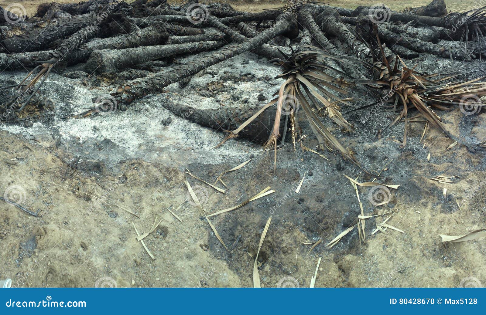 Conflagration in the Rainforest. Stock Photo - Image of damage ...