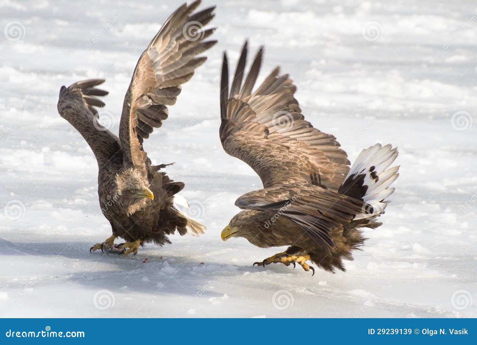 Conflict stock image. Image of confrontation, animal - 29239139