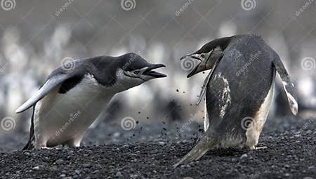 The Conflict Antarctic Penguins Stock Photo - Image of duel, dirt: 40698806