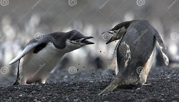 The Conflict Antarctic Penguins Stock Photo - Image of duel, dirt: 40698806
